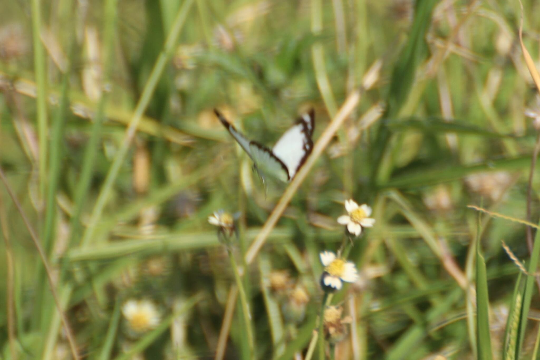 Cepora perimale (Donovan, 1805)