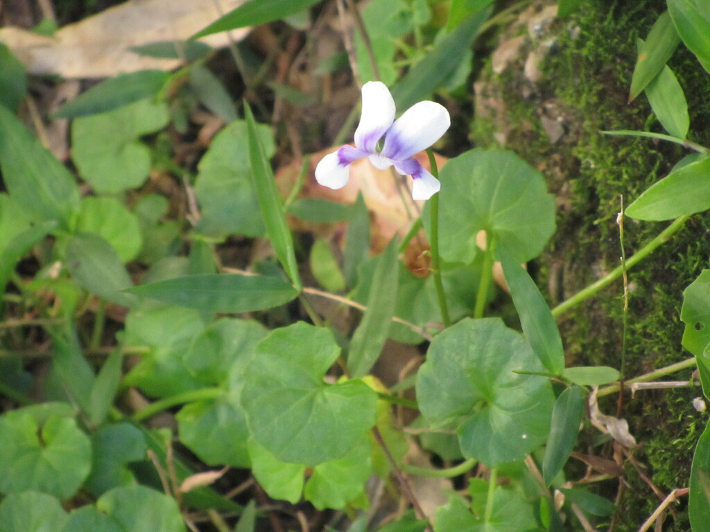 Banks' Violet from Smiths Lake NSW 2428, Australia on May 04, 2023 at ...