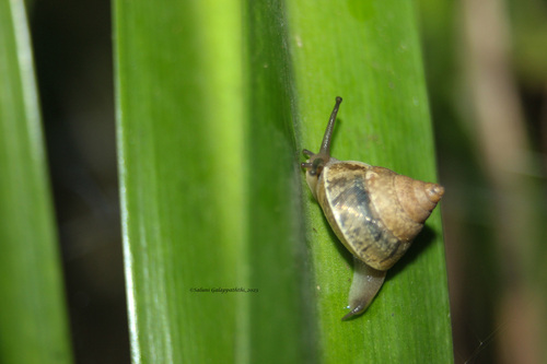 Observations by saluni · iNaturalist