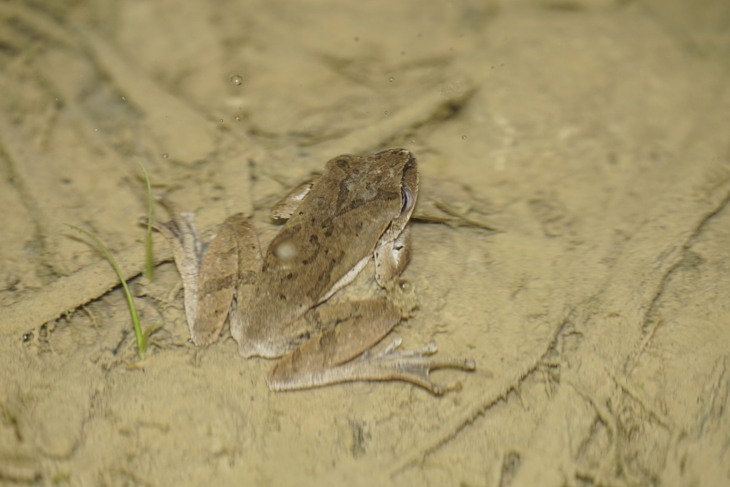 Taiwan Whipping Frog from 莲都区, 丽水市, 浙江省, CN on May 12, 2023 at 09:00 PM ...
