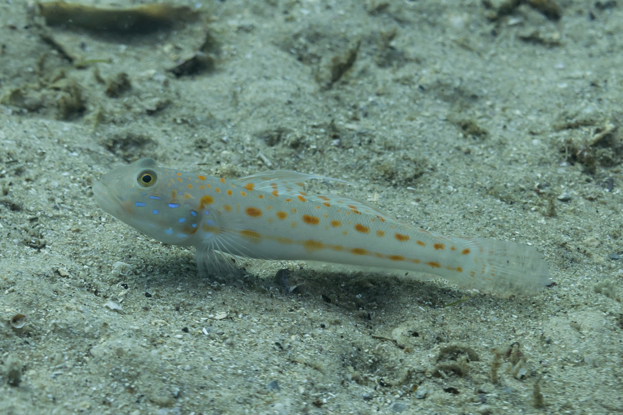 Valenciennea puellaris (Tomiyama, 1956)