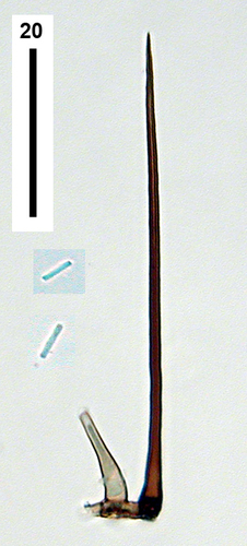 Chalara africana · NaturaLista Colombia