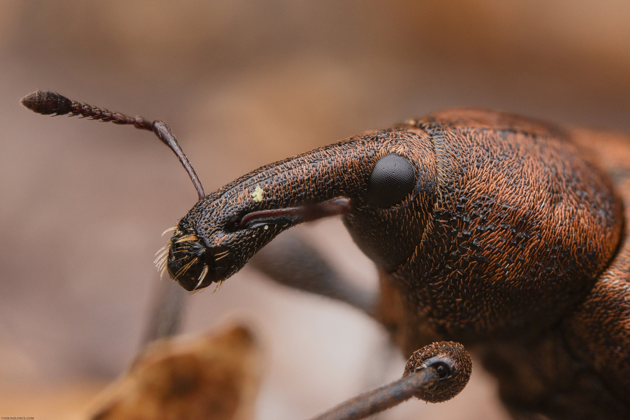 Lepyrus capucinus (J.G.Schaller, 1783)