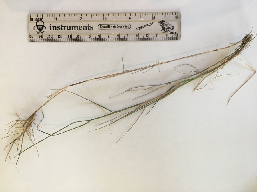 Weißes Straußgras (002 Spickzettel Poaceae) · iNaturalist