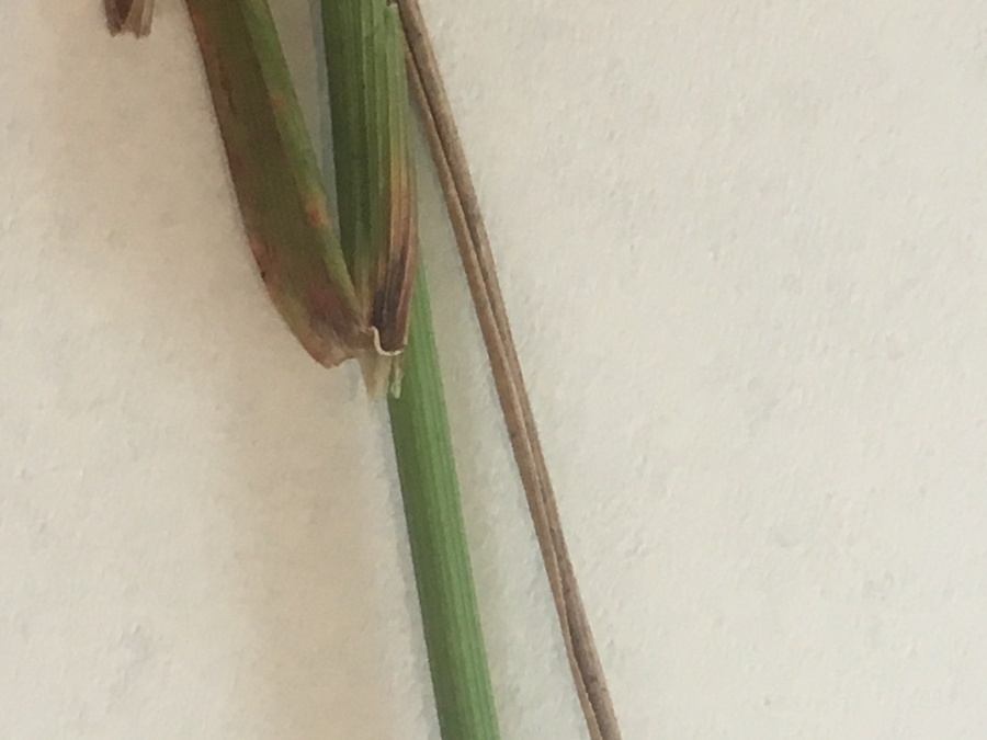 Weißes Straußgras (002 Spickzettel Poaceae) · iNaturalist