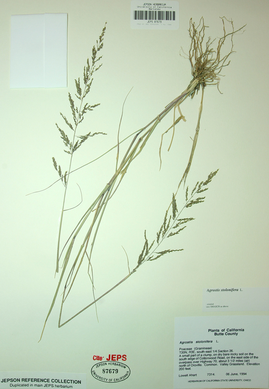 Weißes Straußgras (002 Spickzettel Poaceae) · iNaturalist