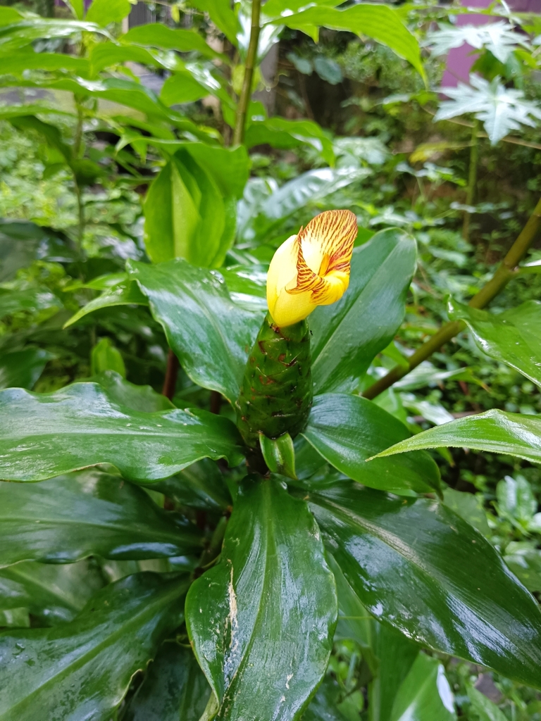 caña brava (nacimiento del rio atoyac) · iNaturalist