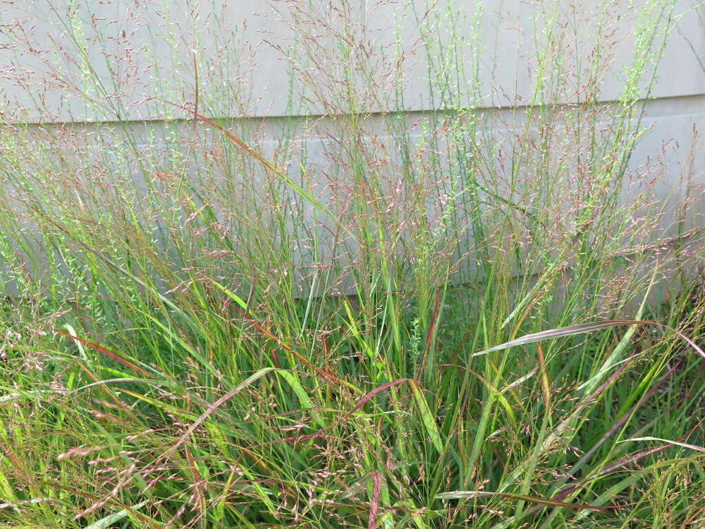Panicum virgatum (002 Spickzettel Poaceae) · iNaturalist