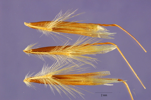 Flaum-Wiesenhafer (002 Spickzettel Poaceae) · iNaturalist