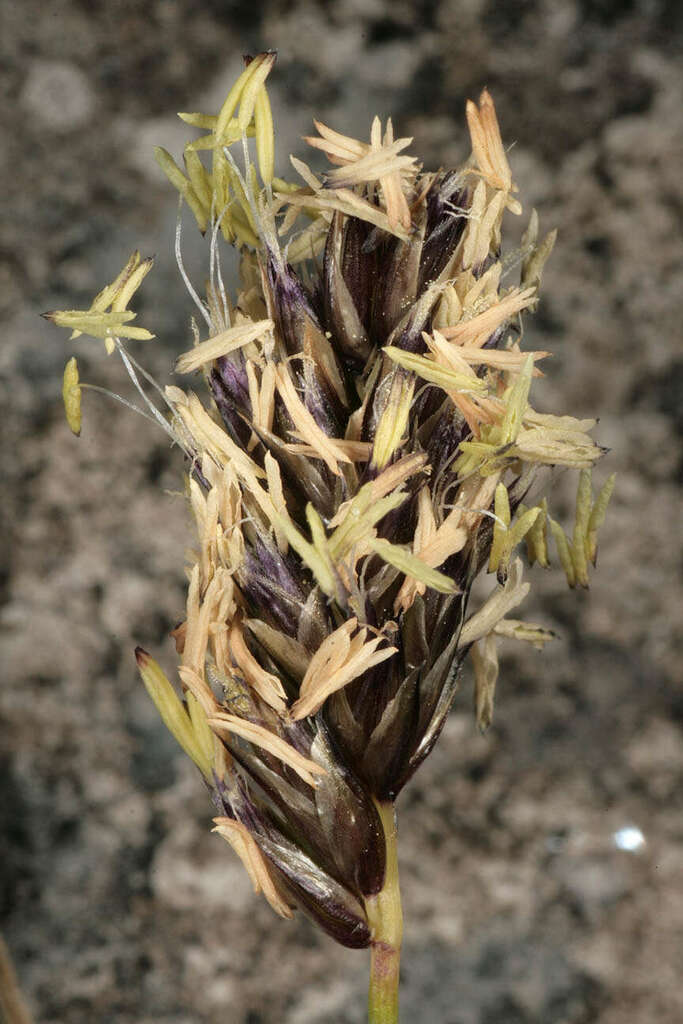Kalk-Blaugras (002 Spickzettel Poaceae) · iNaturalist