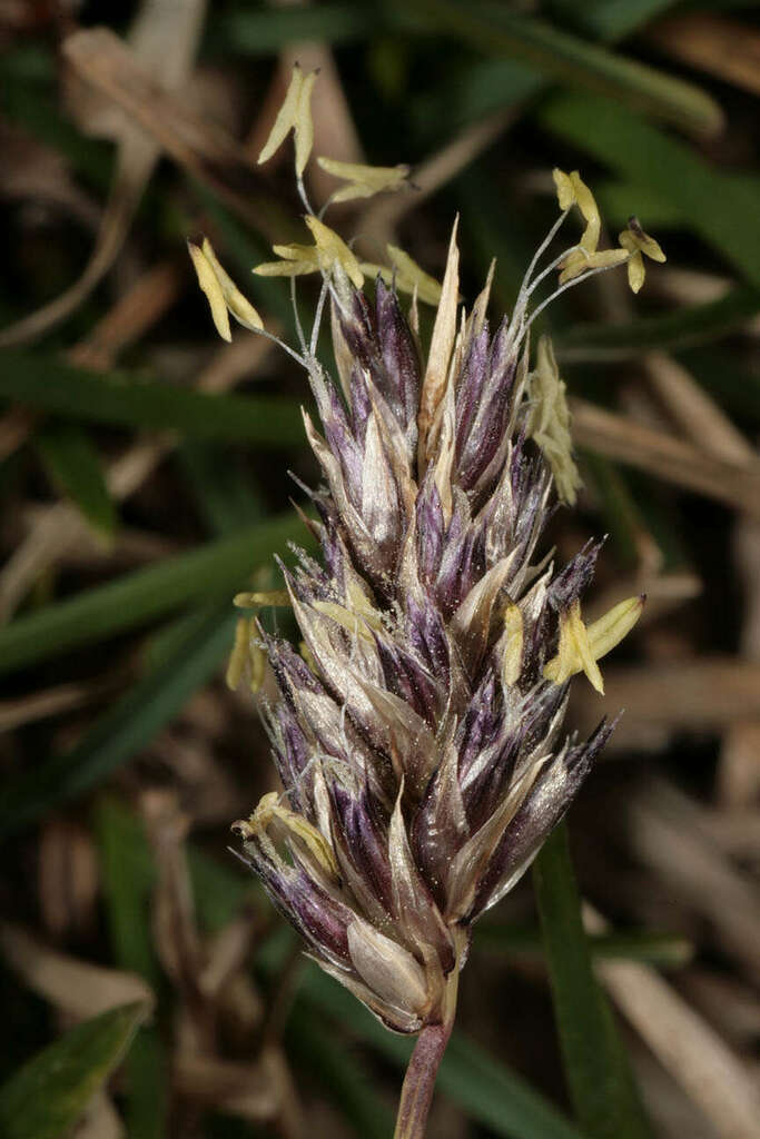 Kalk-Blaugras (002 Spickzettel Poaceae) · iNaturalist