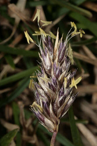 Kalk-Blaugras (002 Spickzettel Poaceae) · iNaturalist