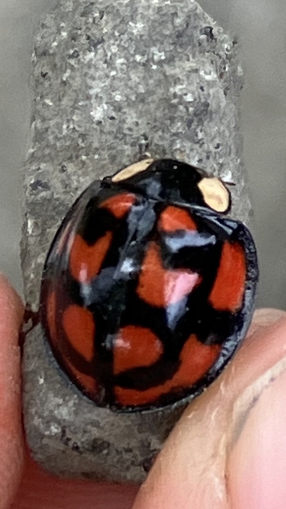 Black-spotted Lady Beetles from Shichinohe, Shichinohe, Kamikita-Gun ...