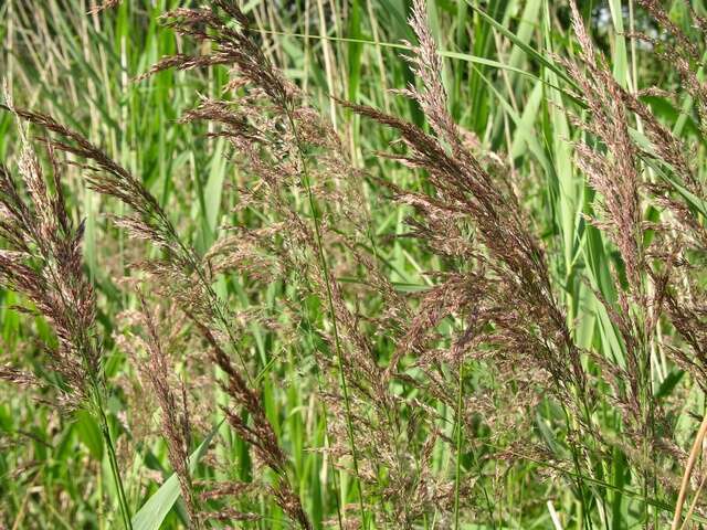 Sumpf-Reitgras (002 Spickzettel Poaceae) · iNaturalist
