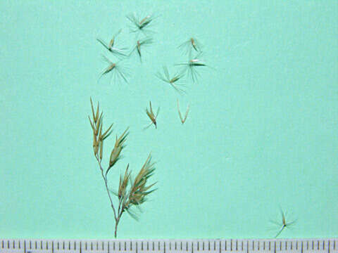 Ufer-Reitgras (002 Spickzettel Poaceae) · iNaturalist
