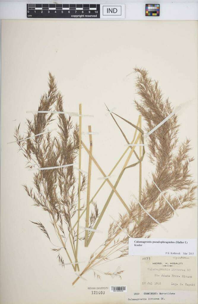 Ufer-Reitgras (002 Spickzettel Poaceae) · iNaturalist