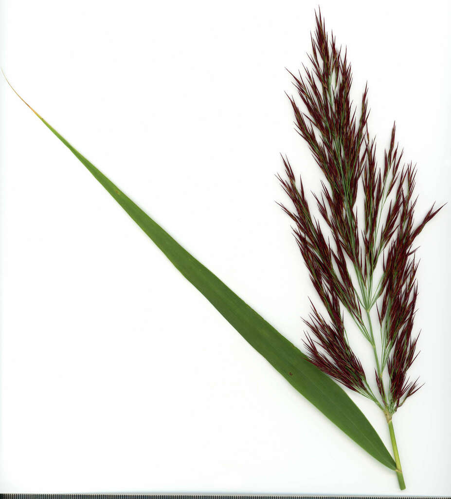 Ufer-Reitgras (002 Spickzettel Poaceae) · iNaturalist