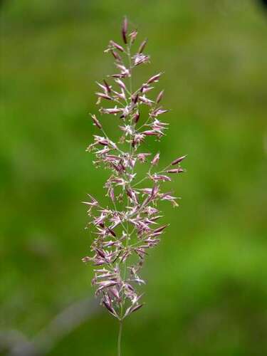 Berg-Reitgras (002 Spickzettel Poaceae) · iNaturalist