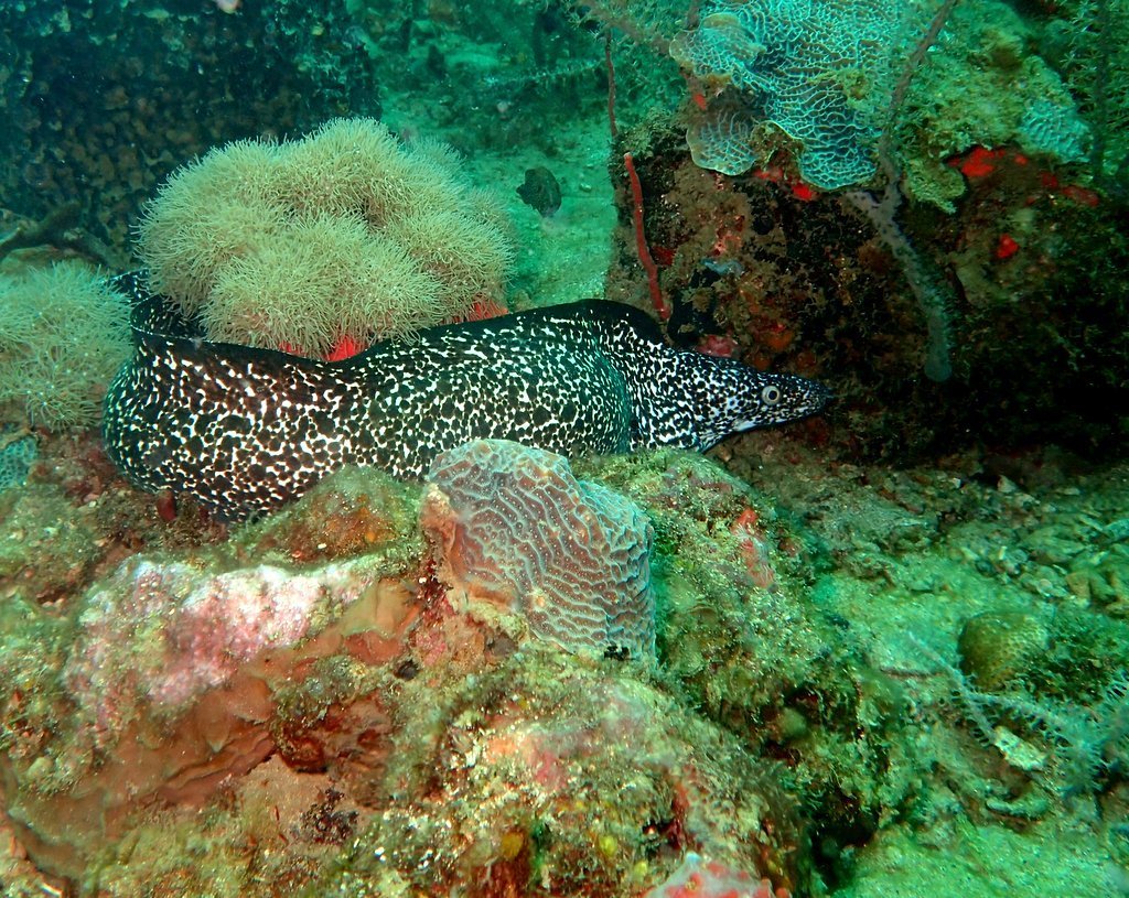 Spotted Moray from Solarte island, Bocas del Toro, Panamá. on November ...
