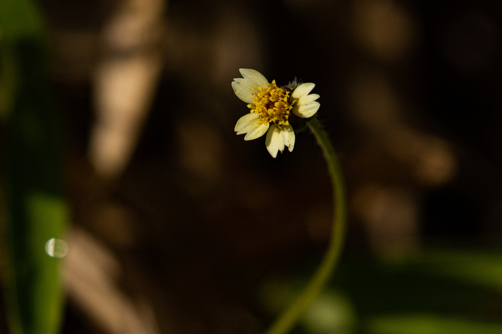 Tridax daisy from Khodzue, Cheringoma, Mozambique on April 18, 2023 at ...