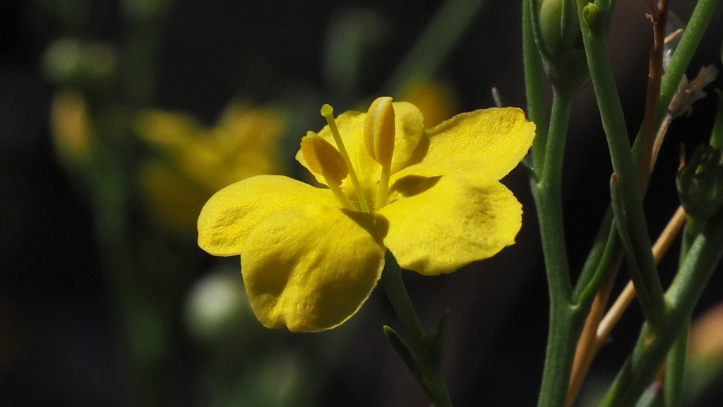 broom twinberry in April 2016 by Fred Melgert / Carla Hoegen · iNaturalist