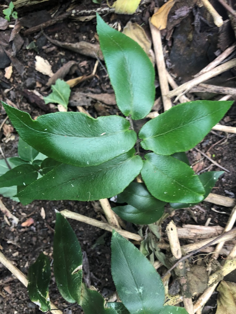 Pellaea paradoxa (R.Br.) Hook.