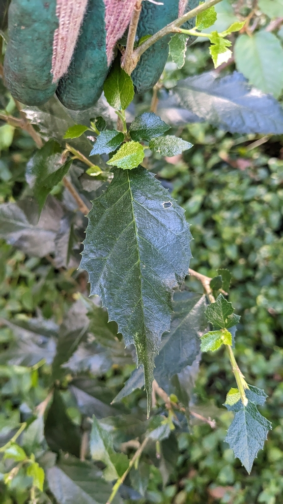whalebone tree from Newcastle - Outer West, AU-NS, AU on May 10, 2023 ...