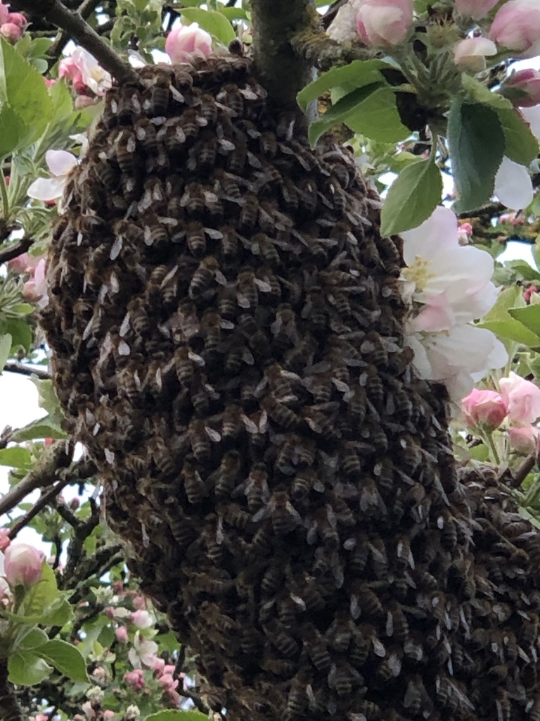 Western Honey Bee from Ash, Martock, England, GB on May 5, 2023 at 07: ...