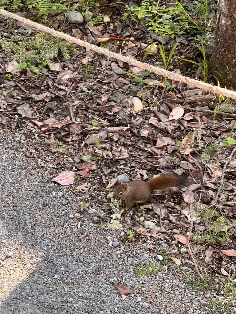 Squirrels from Cowichan Valley, BC on May 14, 2023 at 02:05 AM by ...