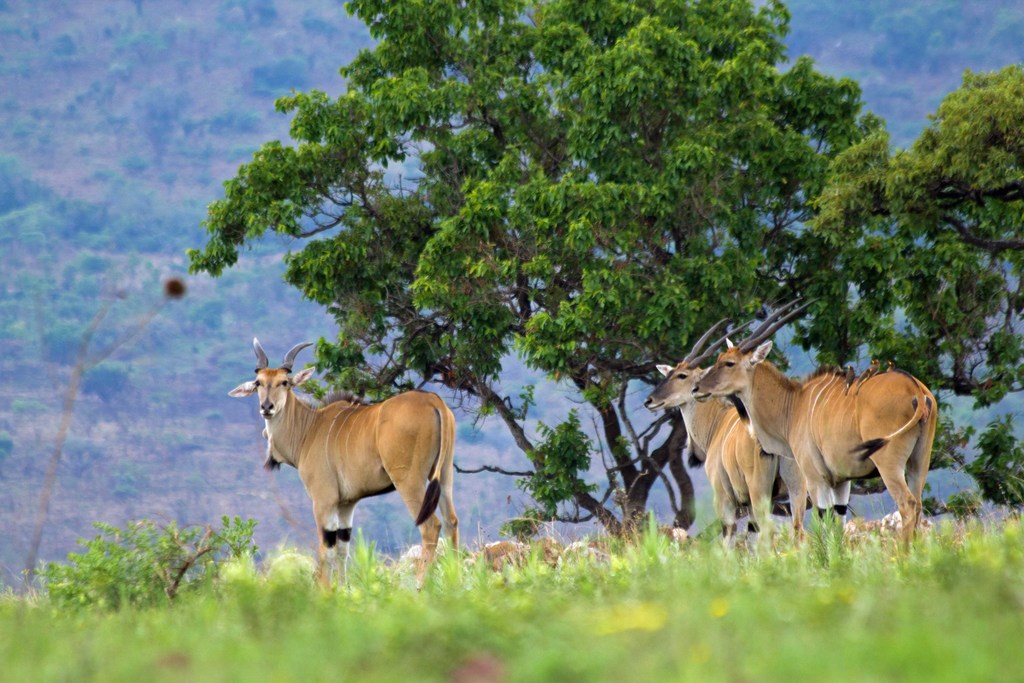 East African Eland from Gatsibo, Rwanda on October 8, 2018 at 11:07 AM ...