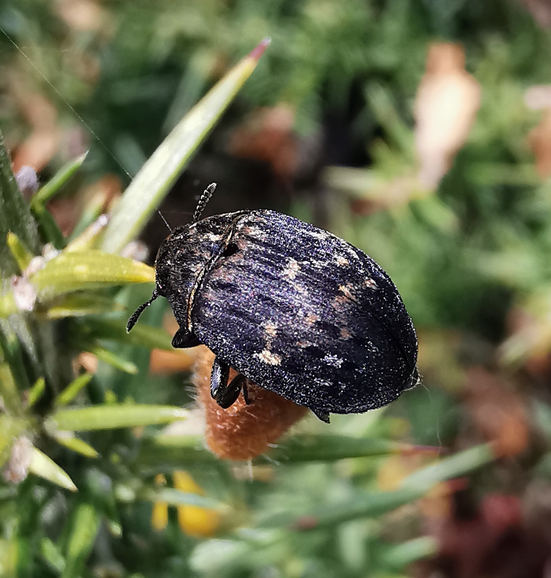 Byrrhus pilula (Linnaeus, 1758)