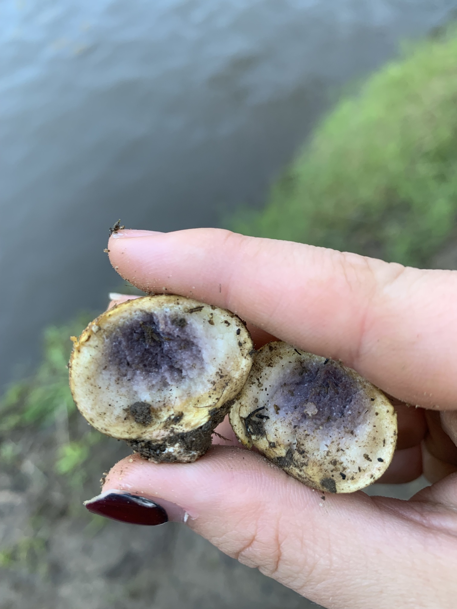 Scleroderma cepa Pers.