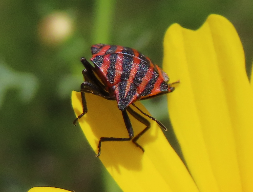 Continental Striped Shield Bug from Φειδίου 8, Ηράκλειο 714 09, Greece ...
