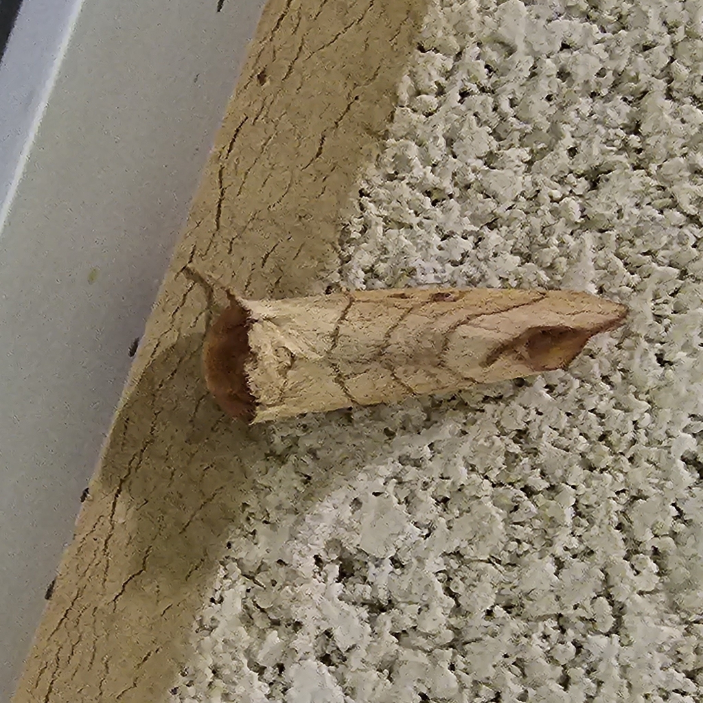 Spotted Datana Moth from Hardeman County, TX, USA on May 14, 2023 at 04 ...
