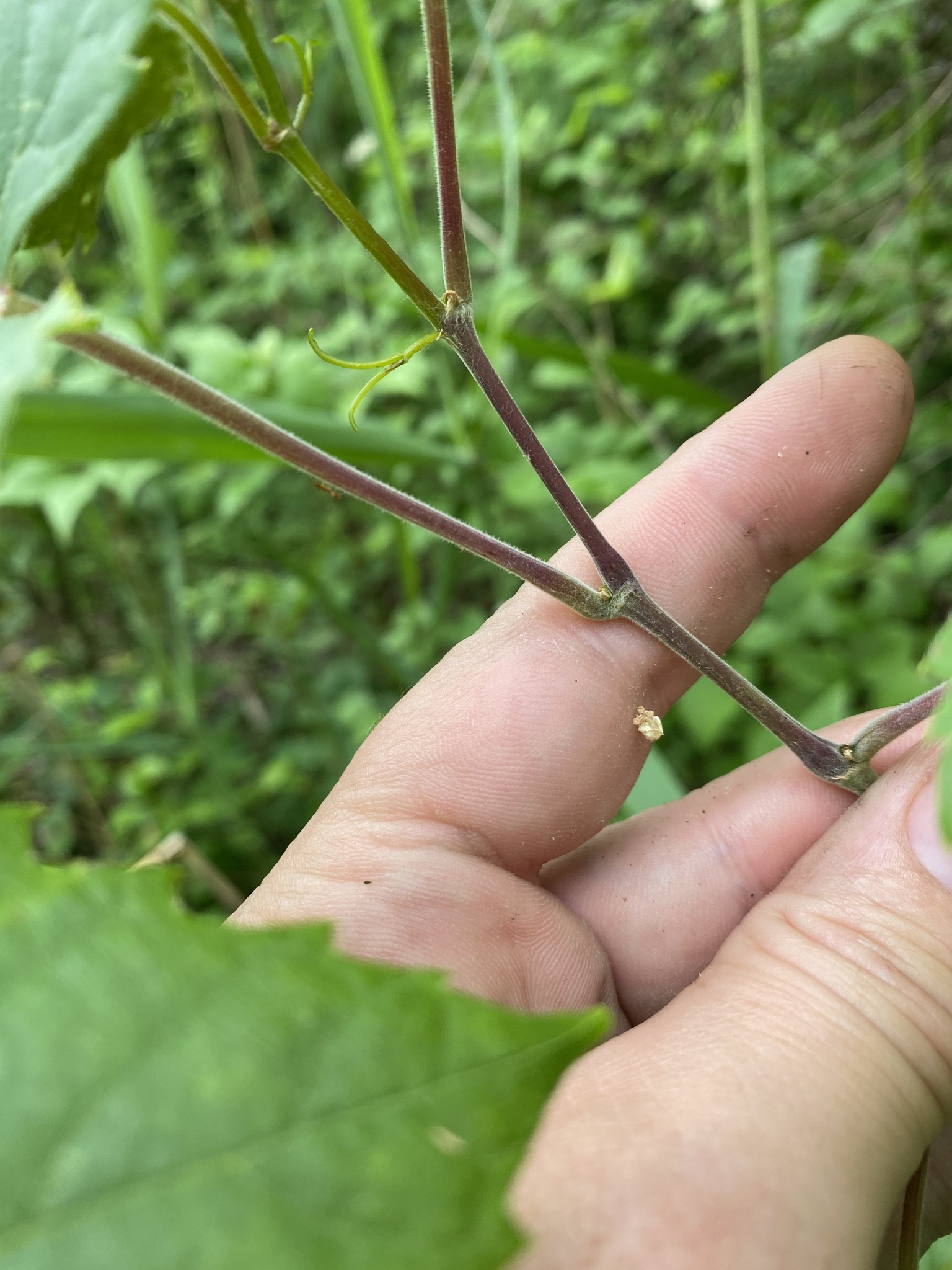 Vitis riparia Michx.
