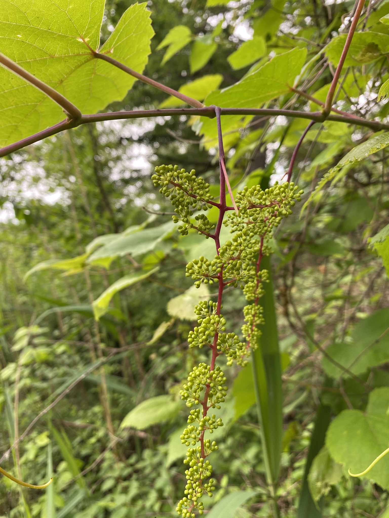 Vitis riparia Michx.