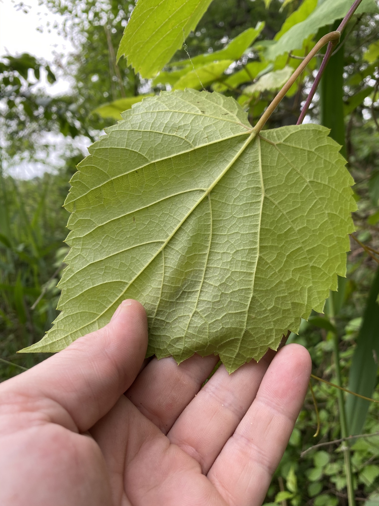 Vitis riparia Michx.