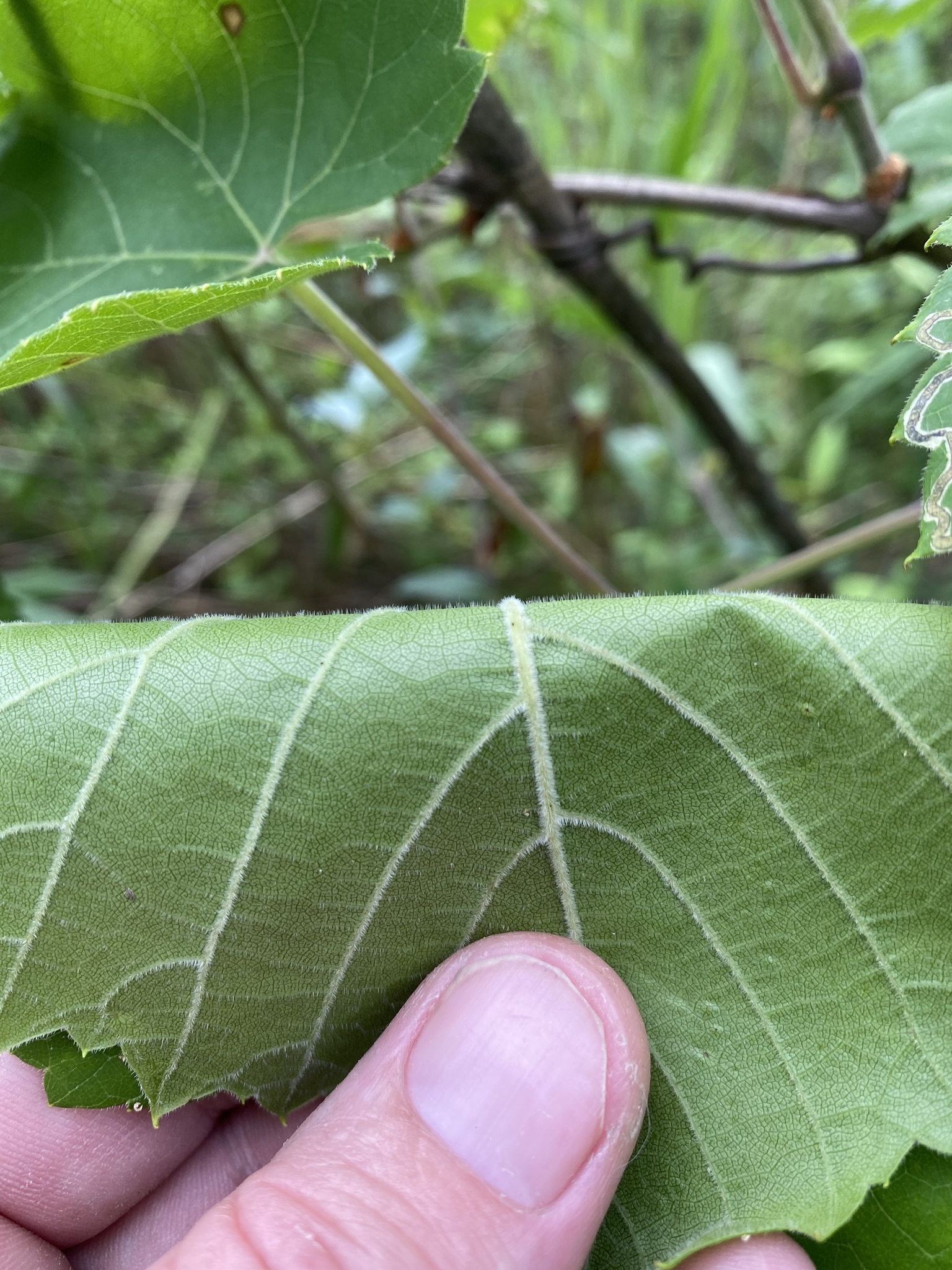 Vitis riparia Michx.
