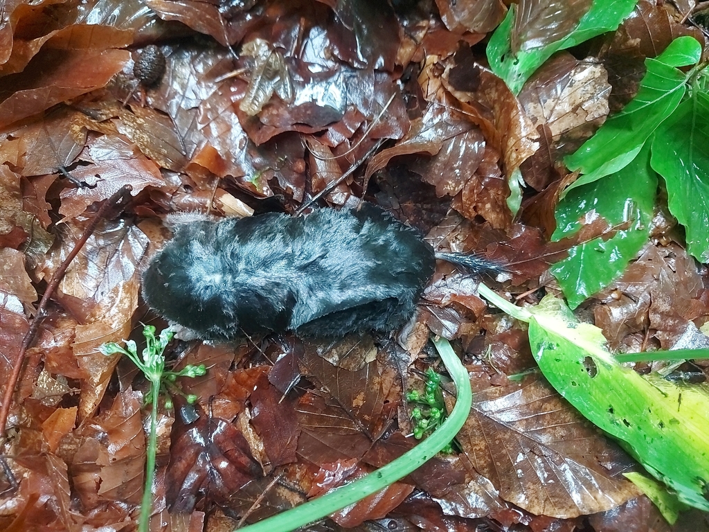 European Mole from Wien, AT-WI-WS, AT on May 14, 2023 at 12:17 PM by ...
