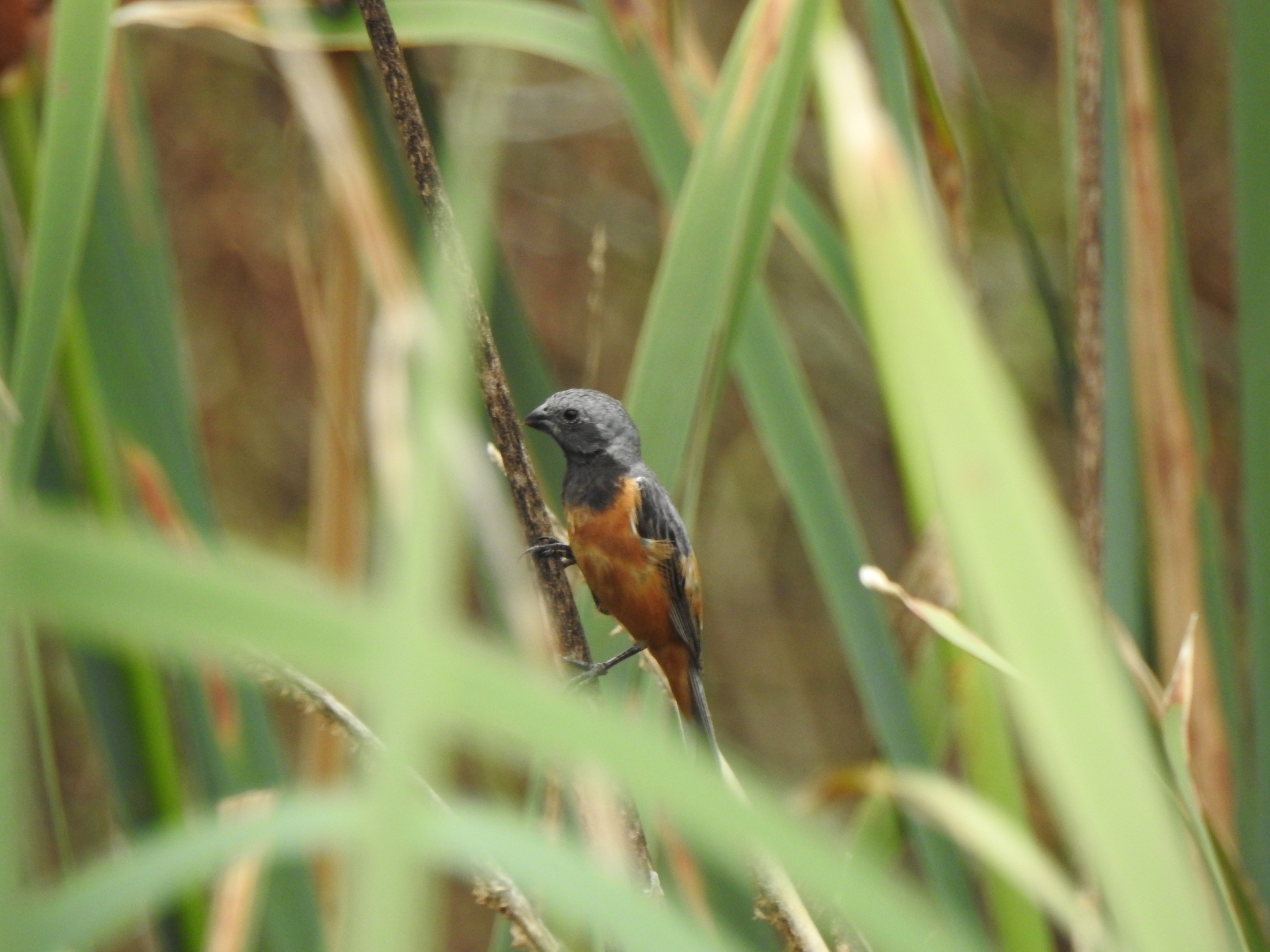 Sporophila ruficollis Cabanis, 1851