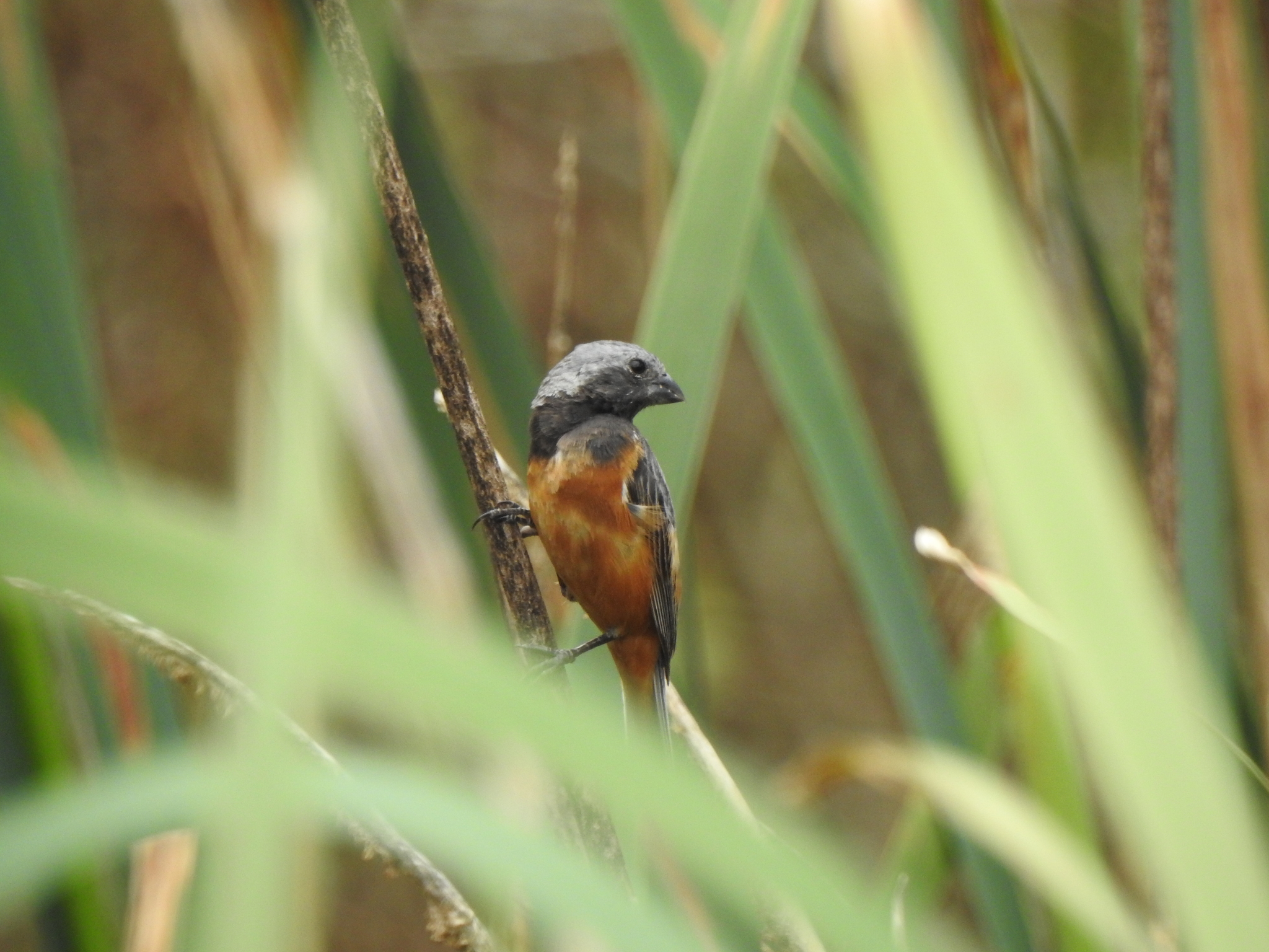 Sporophila ruficollis Cabanis, 1851