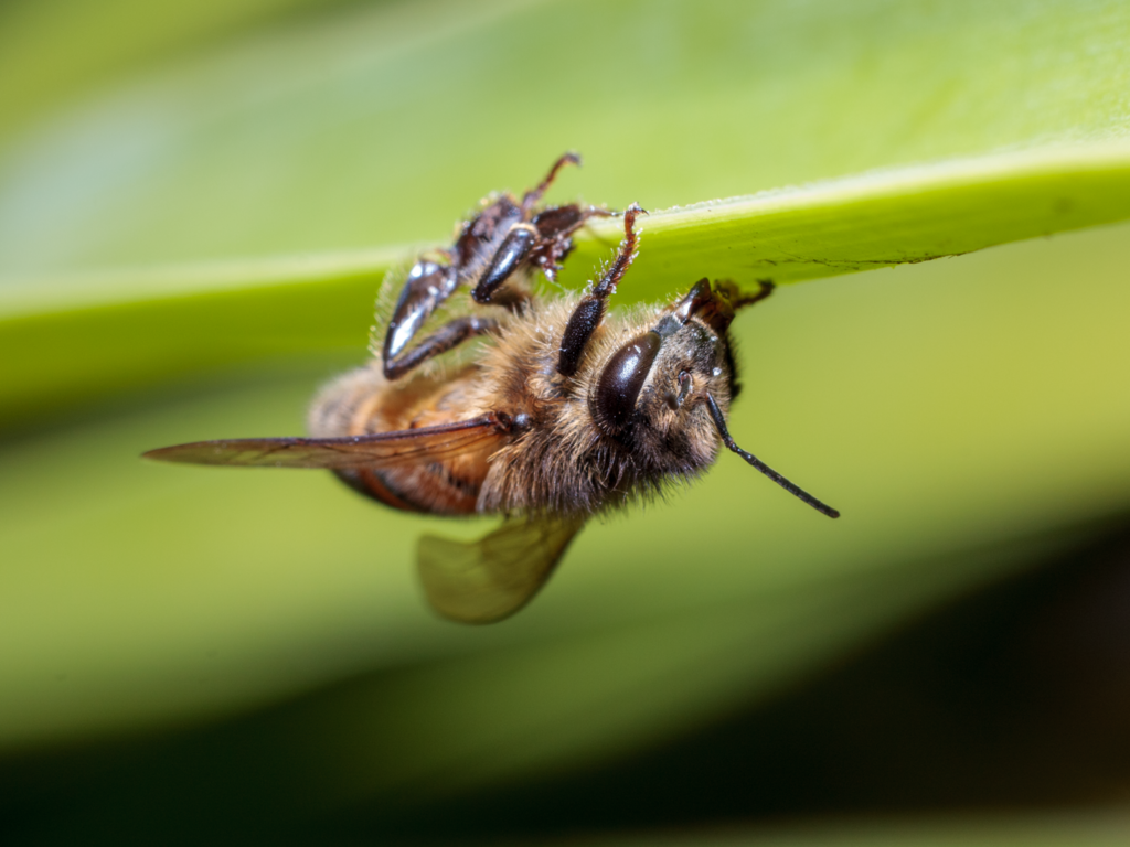 Western Honey Bee from Bertram WA 6167, Australia on May 14, 2023 at 05 ...