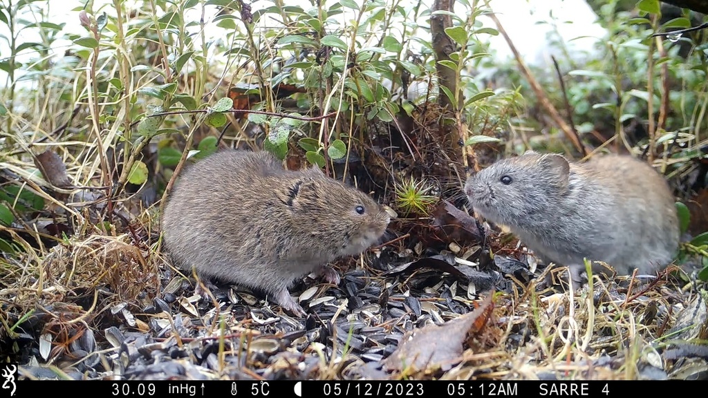 Grey Red-backed Vole from Holmfjell, Tana, Norge on May 12, 2023 at 05: ...