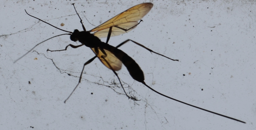 Vespoid Wasps from 台灣台北 on May 14, 2023 at 12:33 PM by 胡正恆(Jackson Hu ...