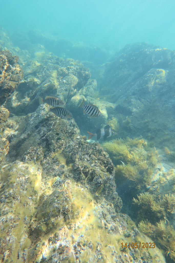 Magpie Perch from Wirrina Cove on May 14, 2023 at 03:18 PM by David ...