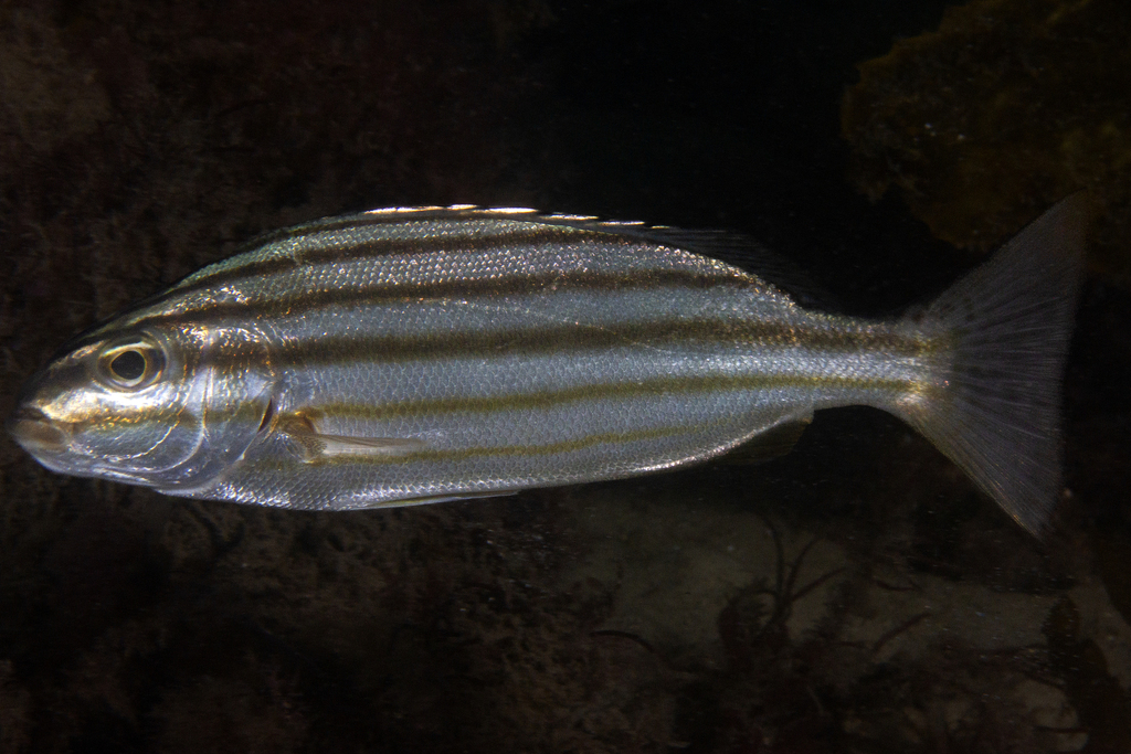Eastern Striped Grunter from Nelson Bay NSW 2315, Australia on May 13 ...