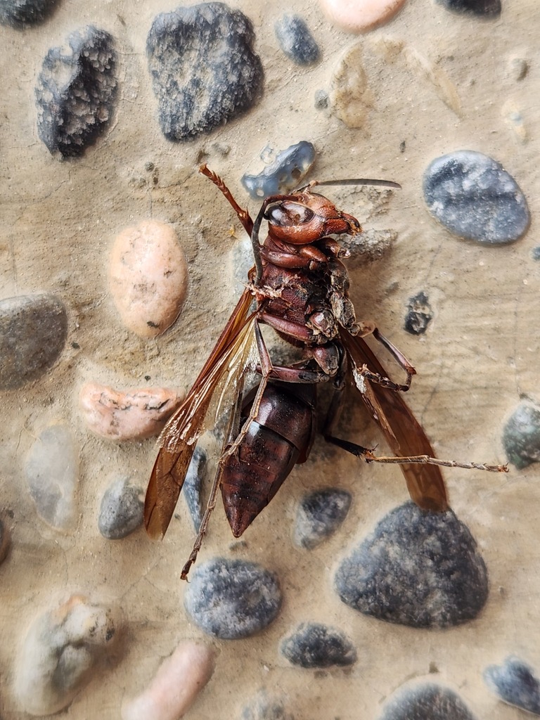 Giant Brown Paper Wasp from 台灣台北 on May 14, 2023 at 12:45 PM by 胡正恆 ...