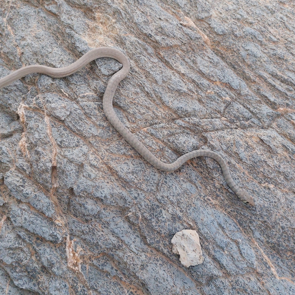 Jan’s Cliff Racer from Najaf Abad, Isfahan Province, Iran on May 12 ...