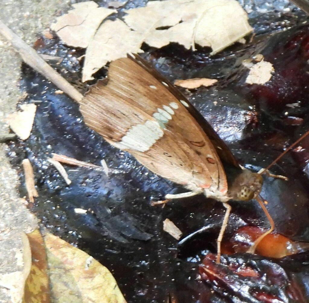 Euthalia recta monilis from Tân Phú District, Dong Nai, Vietnam on ...