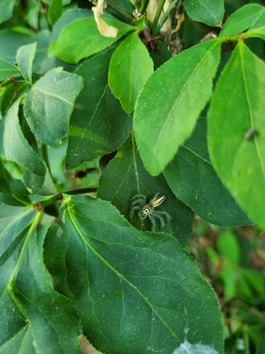 Observations by kimheesoo · iNaturalist